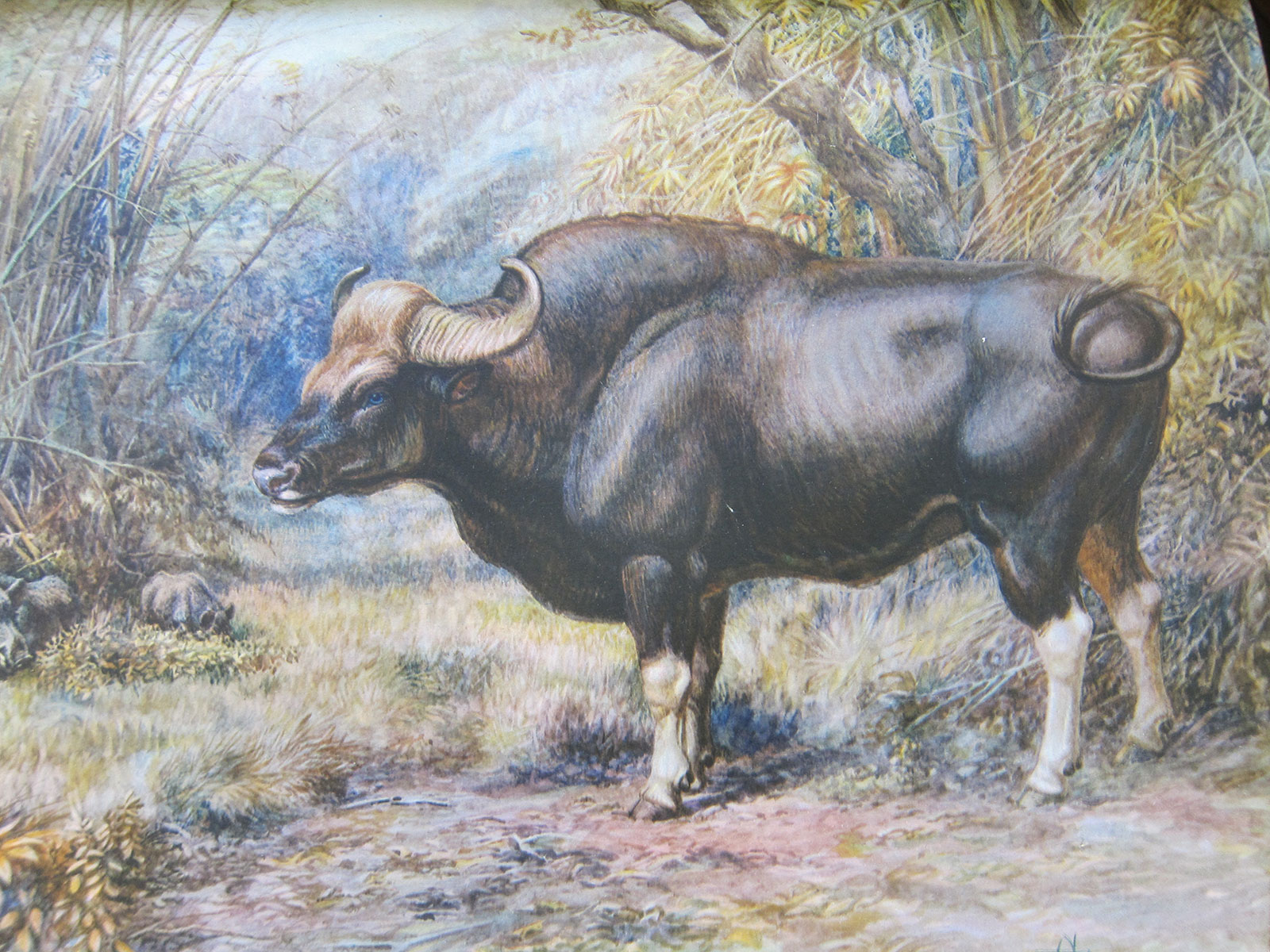 Hunting the Gaur