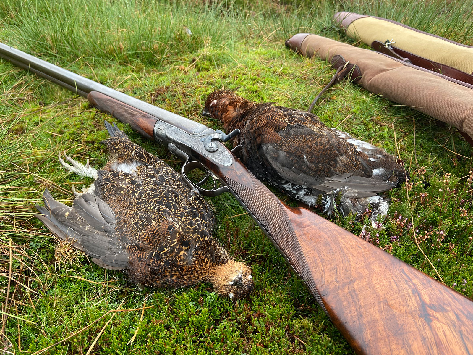 Grouse in September